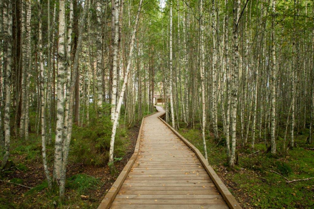 Valgesoo õpperada (1,8 km) » Kiidjärve-Kooraste puhkeala » Riigimetsa ...