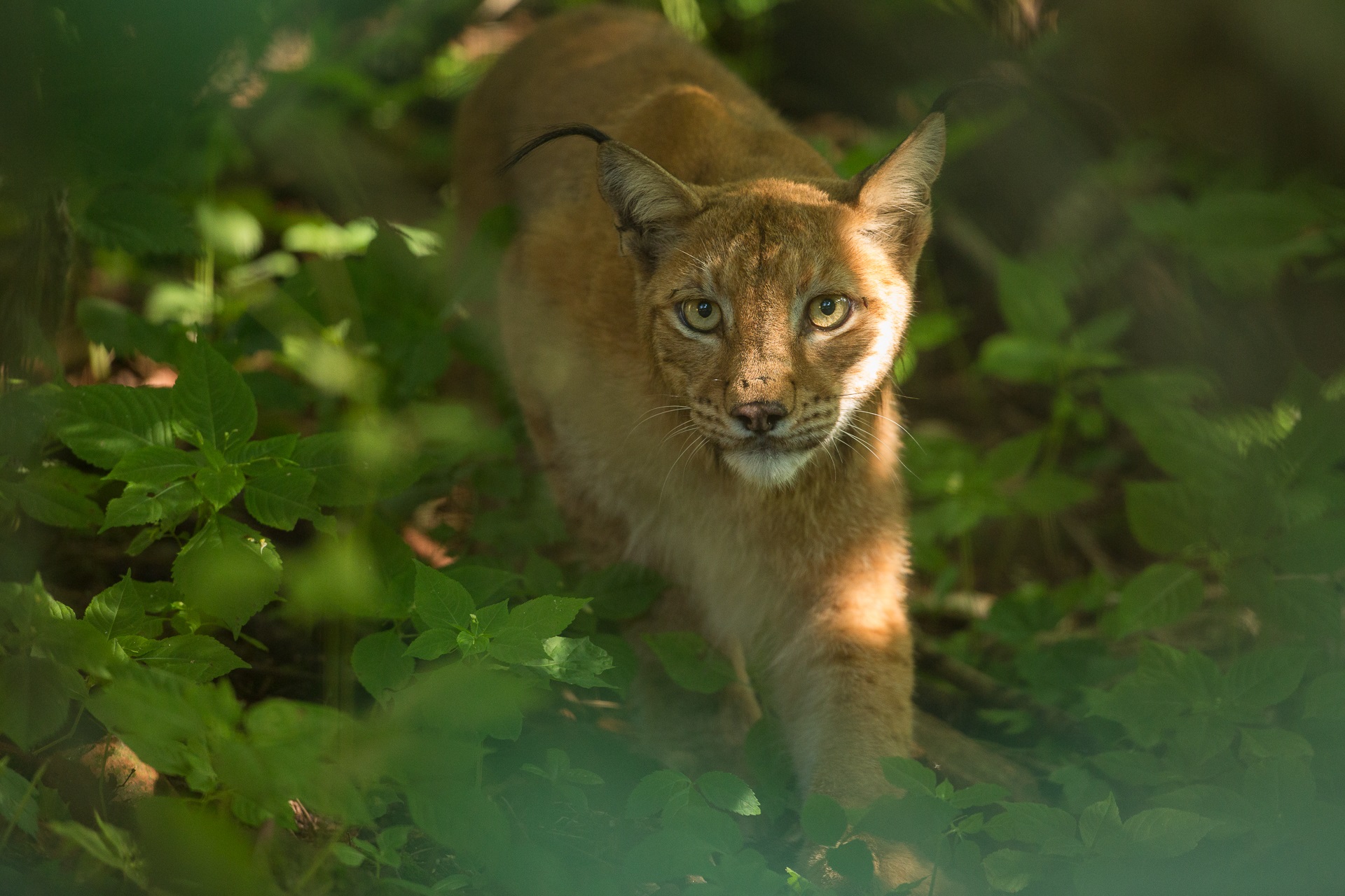 Elistvere loomapark » Riigimetsa Majandamise Keskus (RMK)