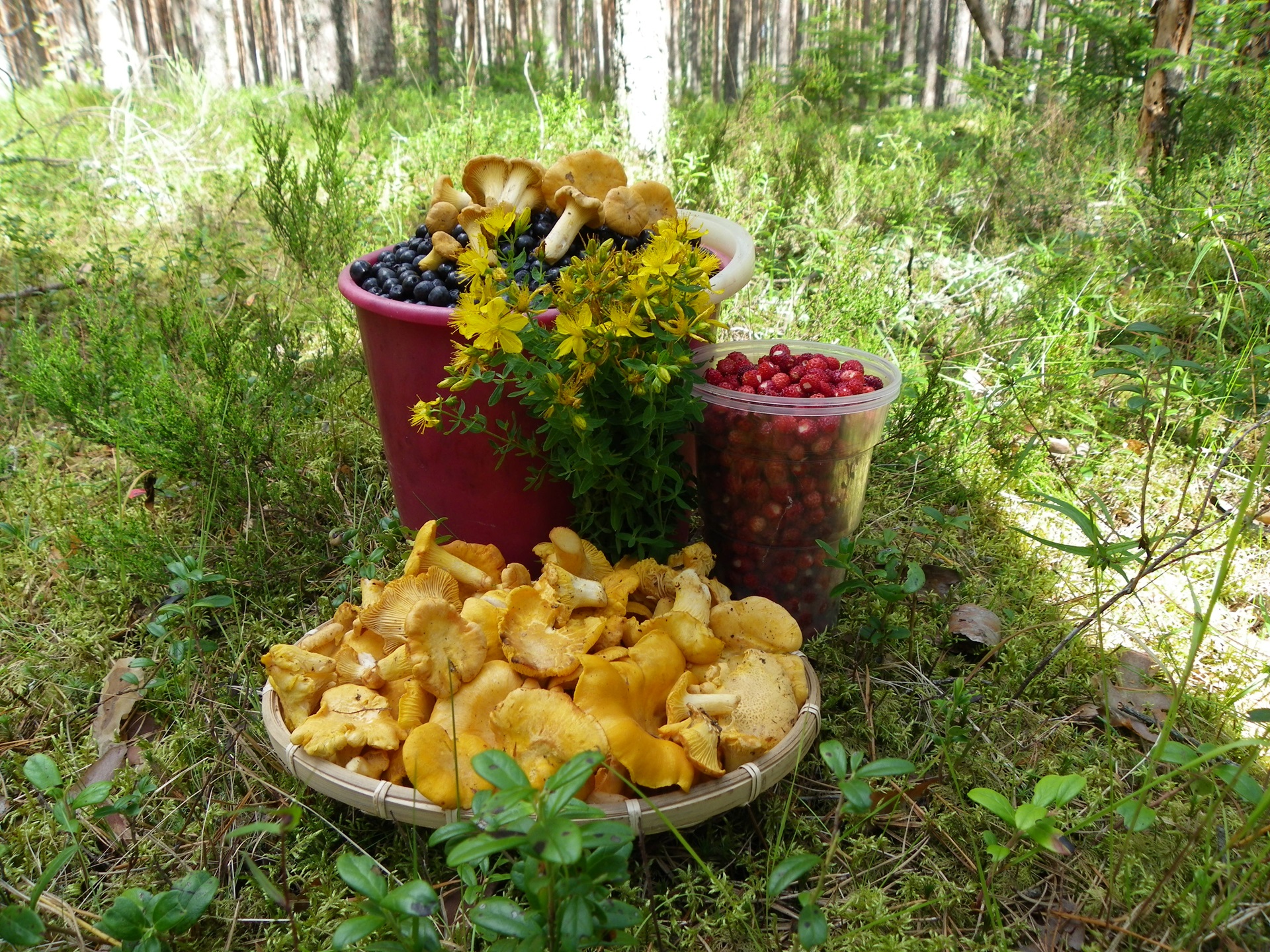 Säilitamine » Riigimetsa Majandamise Keskus (RMK)