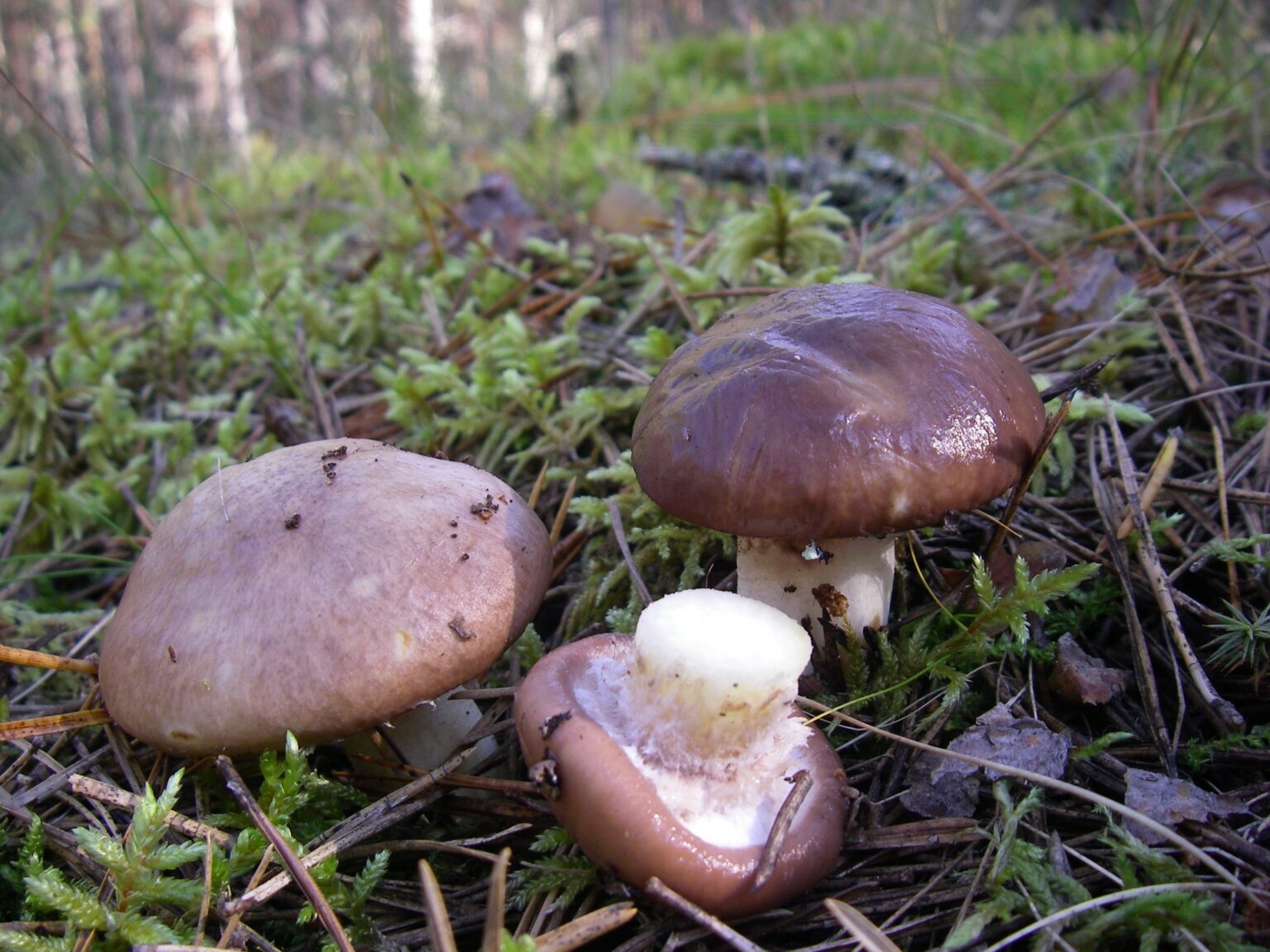 Seened » Riigimetsa Majandamise Keskus (RMK)