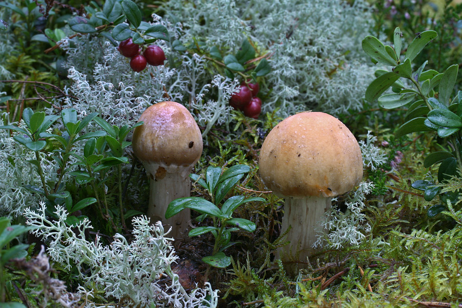 Viis imemaitsvat söögiseent meie metsades, mida inimesed tavaliselt ...